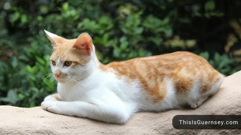 Top 15 Best Orange And White Cat Breeds (With Pictures)