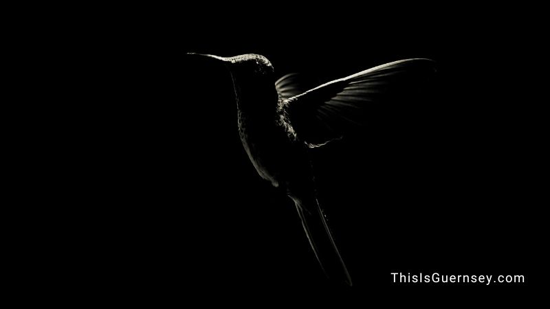 Dead Hummingbird Symbolism, Omen & Encouraging Messages
